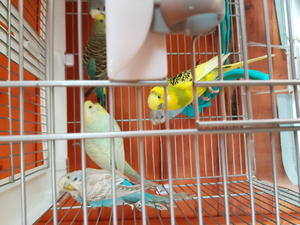 Budgerigars for sale | Birdtrader