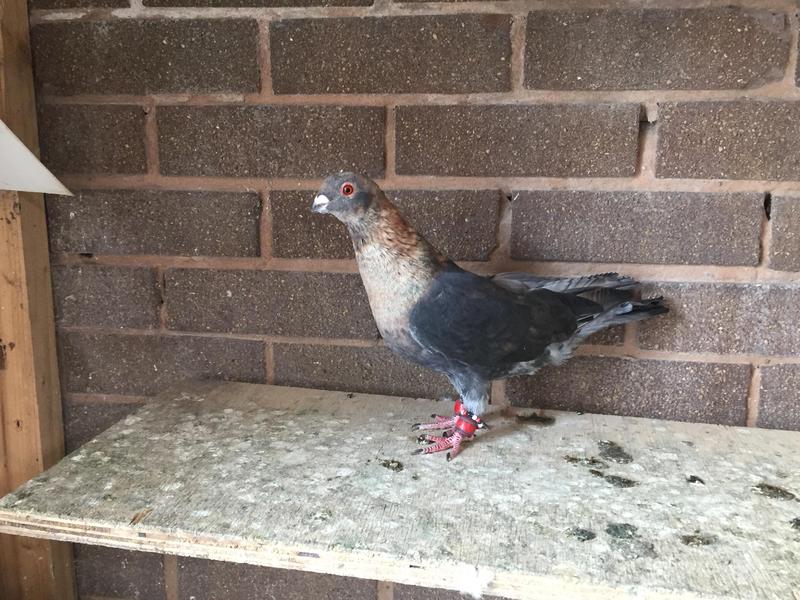 Egyptian Swift Pigeon for sale | Birdtrader