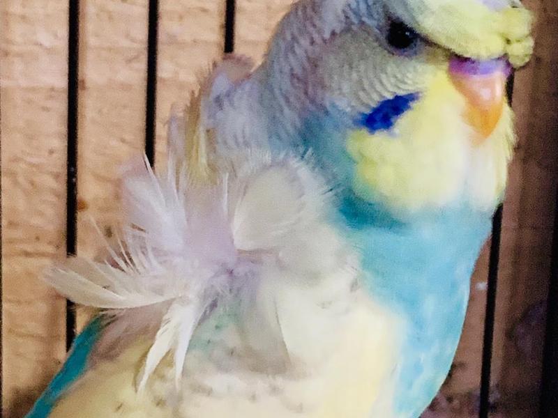 Japanese helicopter (hogoromo) budgies | Birdtrader