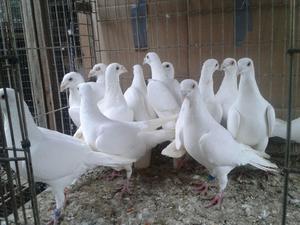 Homing pigeons for sale store