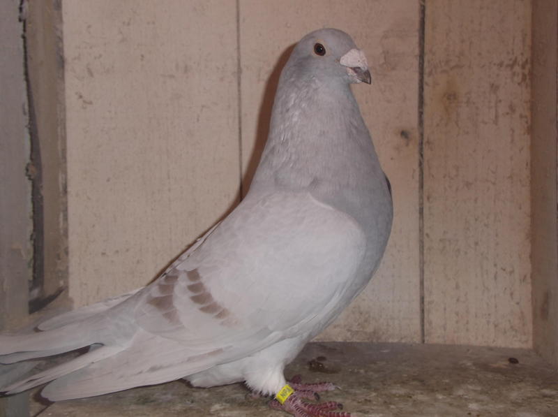 show racers for sale | Birdtrader