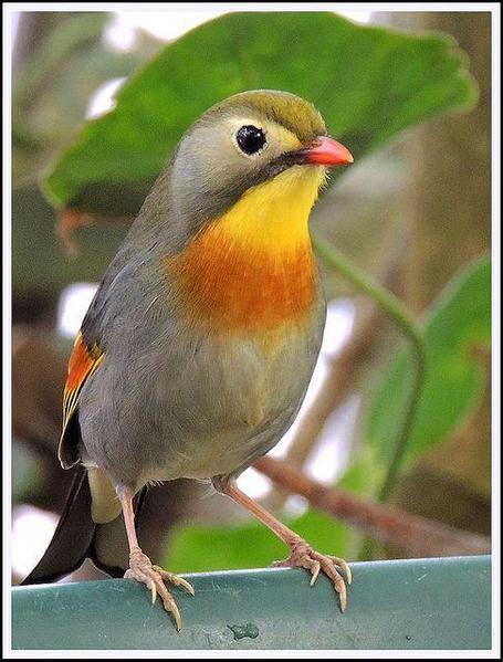 Pekin Robins for sale | Birdtrader