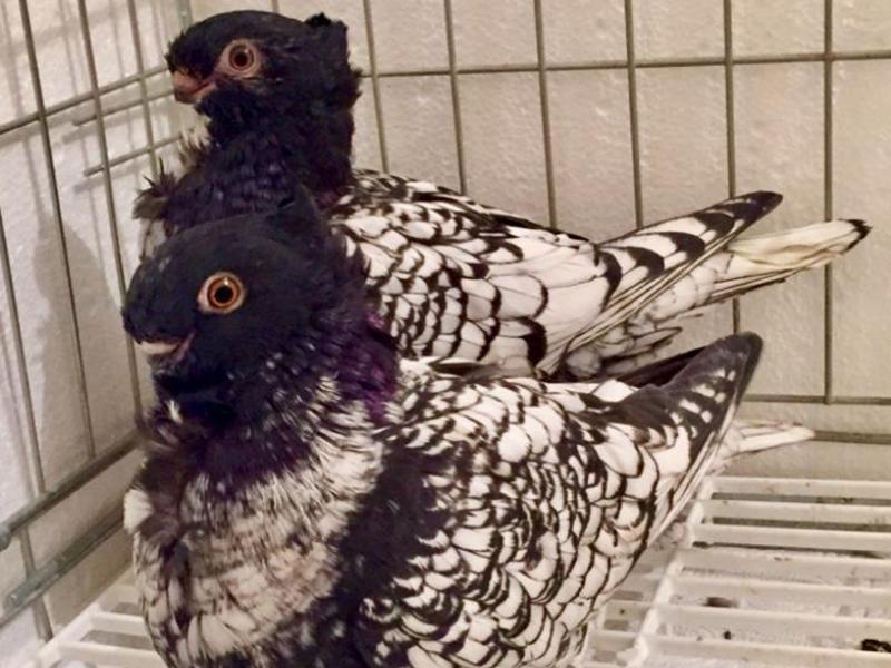 Oriental frill Blondinette pigeons for sale | Birdtrader