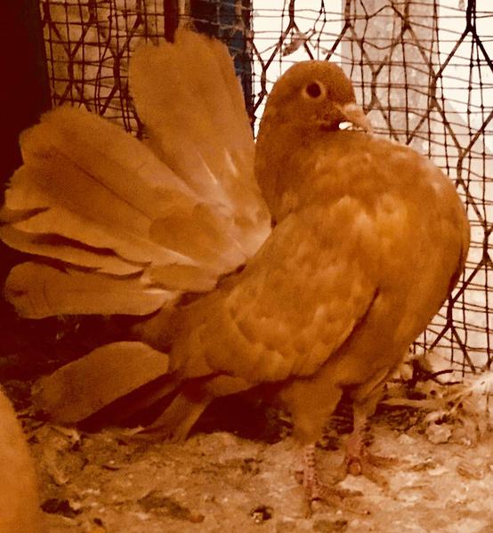 Fantails for sale rare colours | Birdtrader