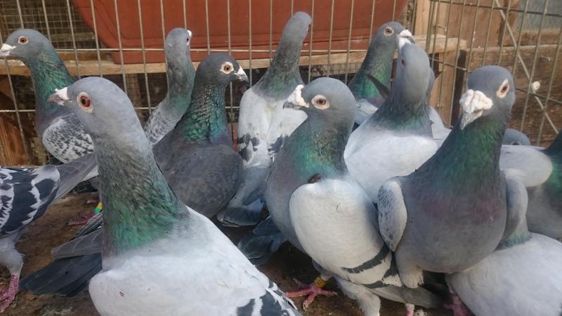Top shelf racing pigeons for sale | Birdtrader
