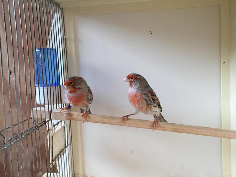 Red mosaic agate canaries | Birdtrader