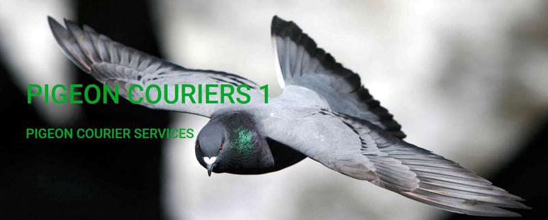 Bird Courier Service | Birdtrader