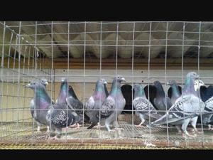 Pigeons for sale | Birdtrader