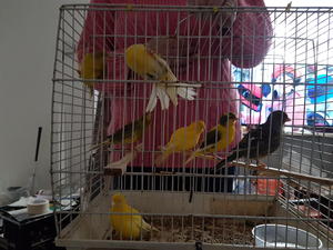 Canaries for sale | Birdtrader