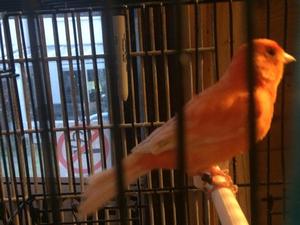 Canaries for sale | Birdtrader