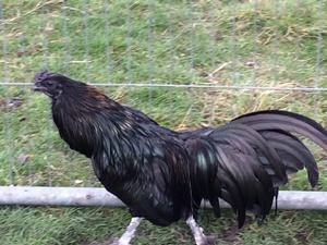 Chickens for sale | Birdtrader