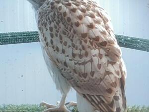 Birds for sale | Birdtrader