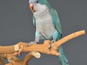 Baby Quaker talking parrots | Birdtrader