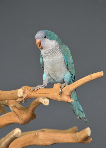 Baby Quaker talking parrots | Birdtrader