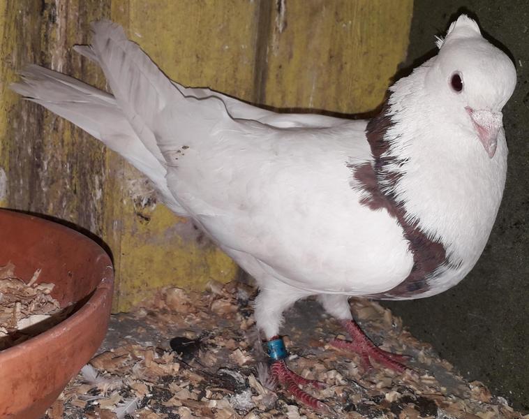 iranian toghi togi | Birdtrader