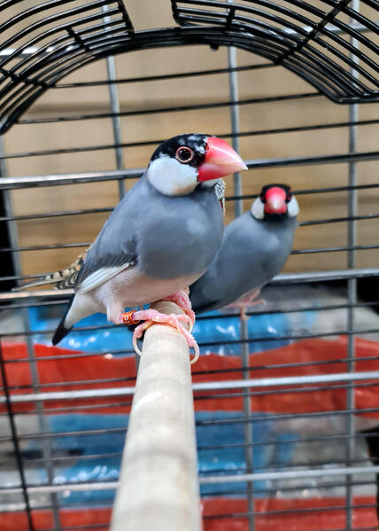 Java sparrow available | Birdtrader