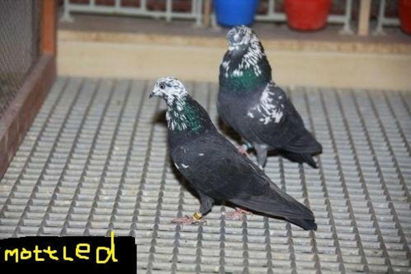 HIGH FLYING TIPPLER PIGEONS QUALITY BIRDS | Birdtrader