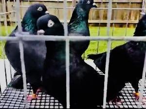 HIGH FLYING TIPPLER PIGEONS QUALITY BIRDS | Birdtrader