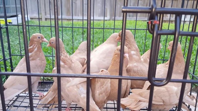 HIGH FLYING TIPPLER PIGEONS QUALITY BIRDS | Birdtrader