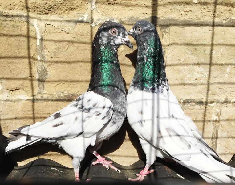 **sale** Pure Highflying pigeons | Birdtrader