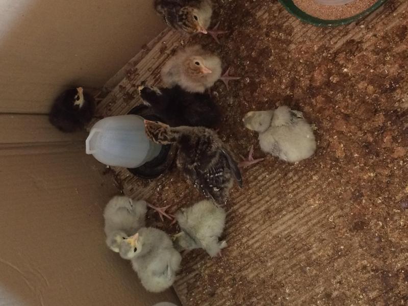Slate Grey Turkey Chicks | Birdtrader