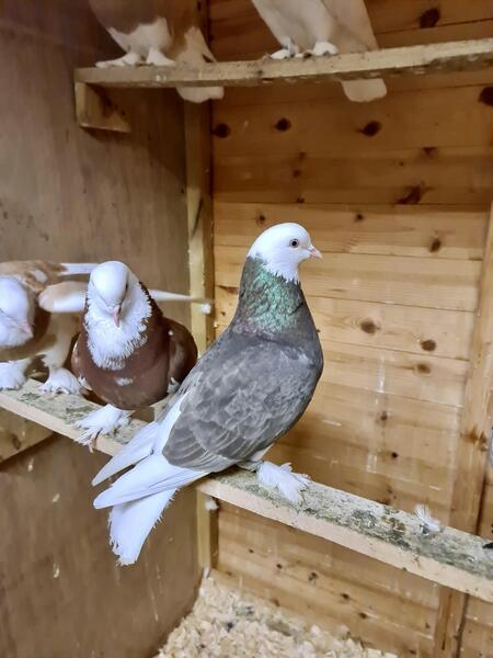 West England tumbler pigeons | Birdtrader