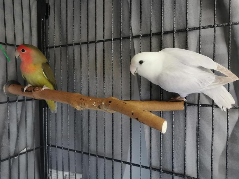 Two Lovebirds Sex Unknown Birdtrader