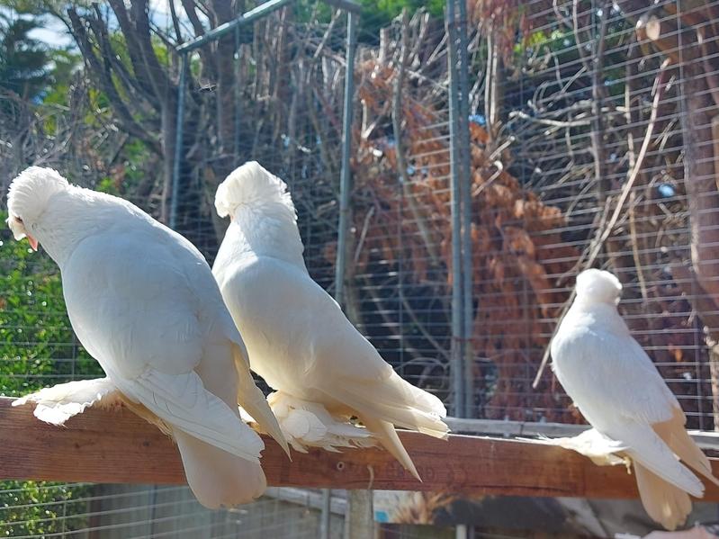 Pairs Pure White English Trumpeter Pigeons Double Crested Beautiful ...