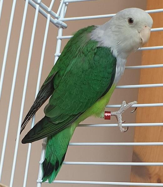 rare madagascar lovebirds | Birdtrader