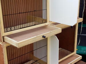 German Roller canary for sale | Birdtrader