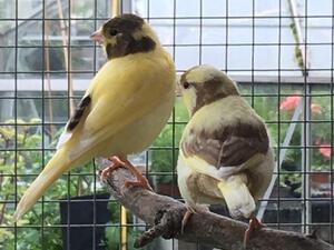 German Roller canary for sale | Birdtrader