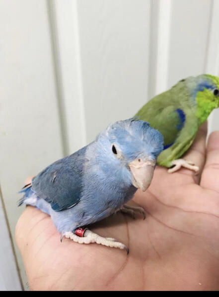 Hand Tame Baby Parrotlet Talking Parrot | Birdtrader