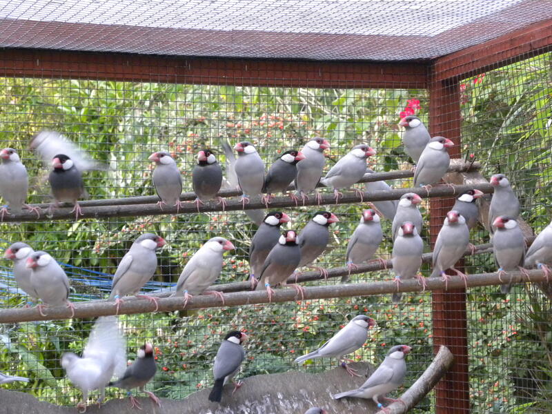 Silver & Normal Java sparrows for sale | Birdtrader