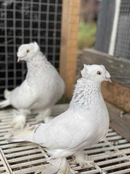 turkish takla tumbler pigeons | Birdtrader