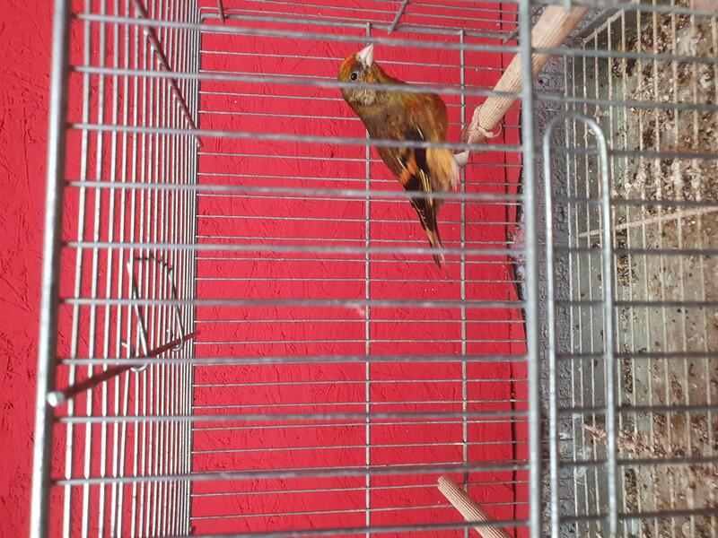 Goldfinch and linnet mules | Birdtrader