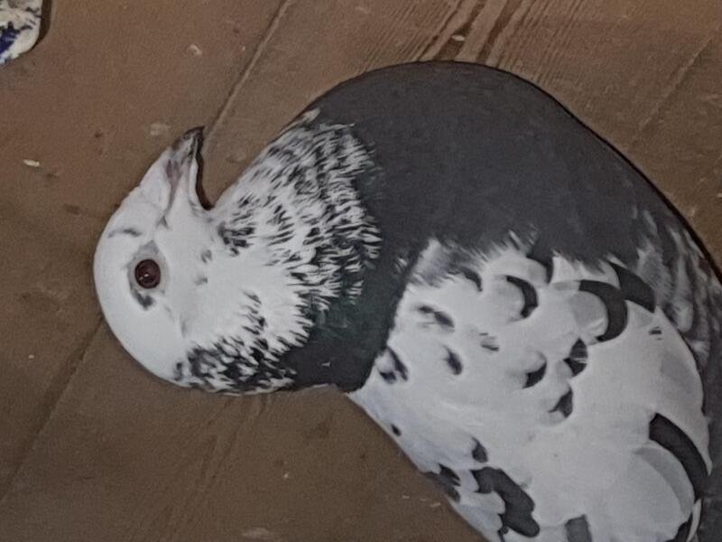 Grizzle tiger racing pigeon for sale | Birdtrader