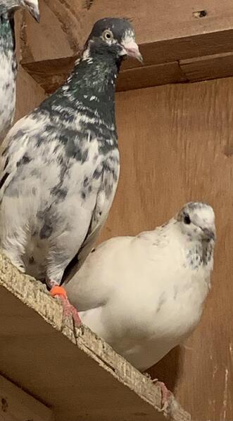 Pakistani High Flyer Pigeons for sale | Birdtrader