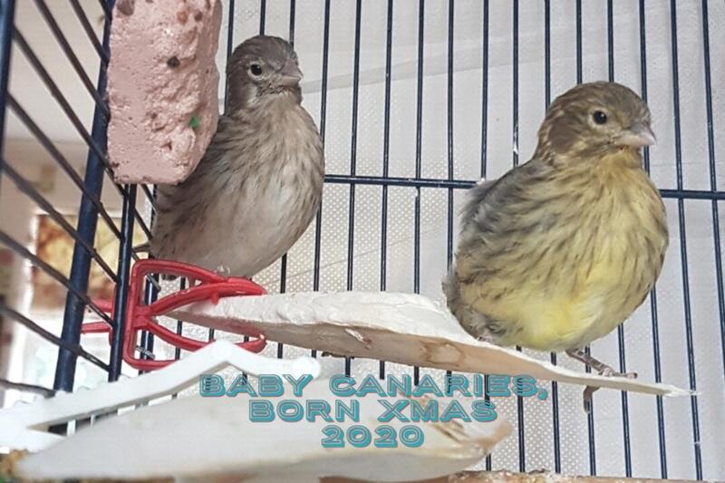 Grey mosaic Canaries | Birdtrader