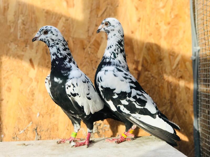 TIGER / GRIZZLED RACING PIGEONS FOR SALE. | Birdtrader