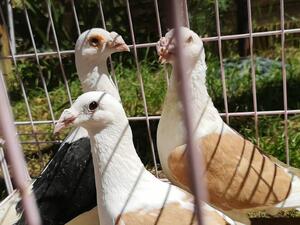 Shefield red Tippler for sale | Birdtrader