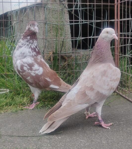 English Tippler Pigeons For Sale | Birdtrader