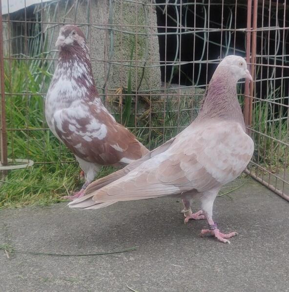 English Tippler Pigeons For Sale | Birdtrader