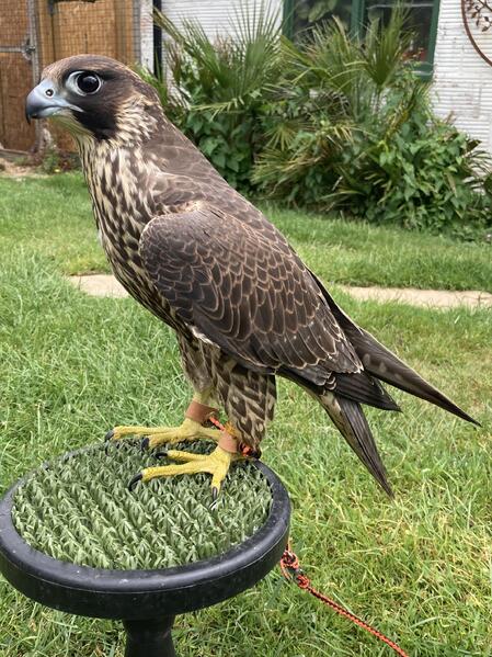 Female Peregrine Falcon for sale | Birdtrader