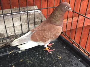 Parlour roller Pigeons for sale( they roll on the floor/ground ...