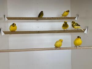 Canaries for sale | Birdtrader