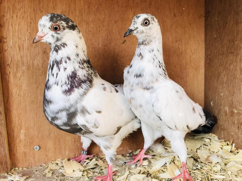 DEEP ROLLER/SPINNER PIGEONS FOR SALE. | Birdtrader