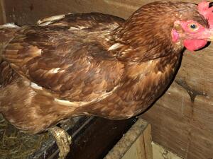 Young Bovan Brown Pullets, all hens | Birdtrader