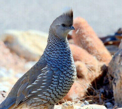 Blue Scale Quail | Birdtrader
