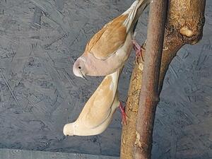 Doves for sale | Birdtrader