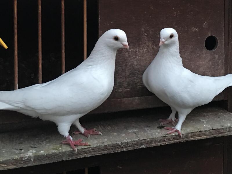 Pure white Turkish pigeons | Birdtrader